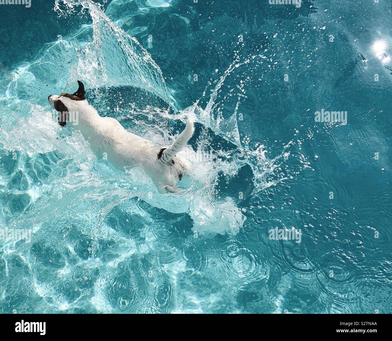 Dog jumping into water with a splash Stock Photo - Alamy