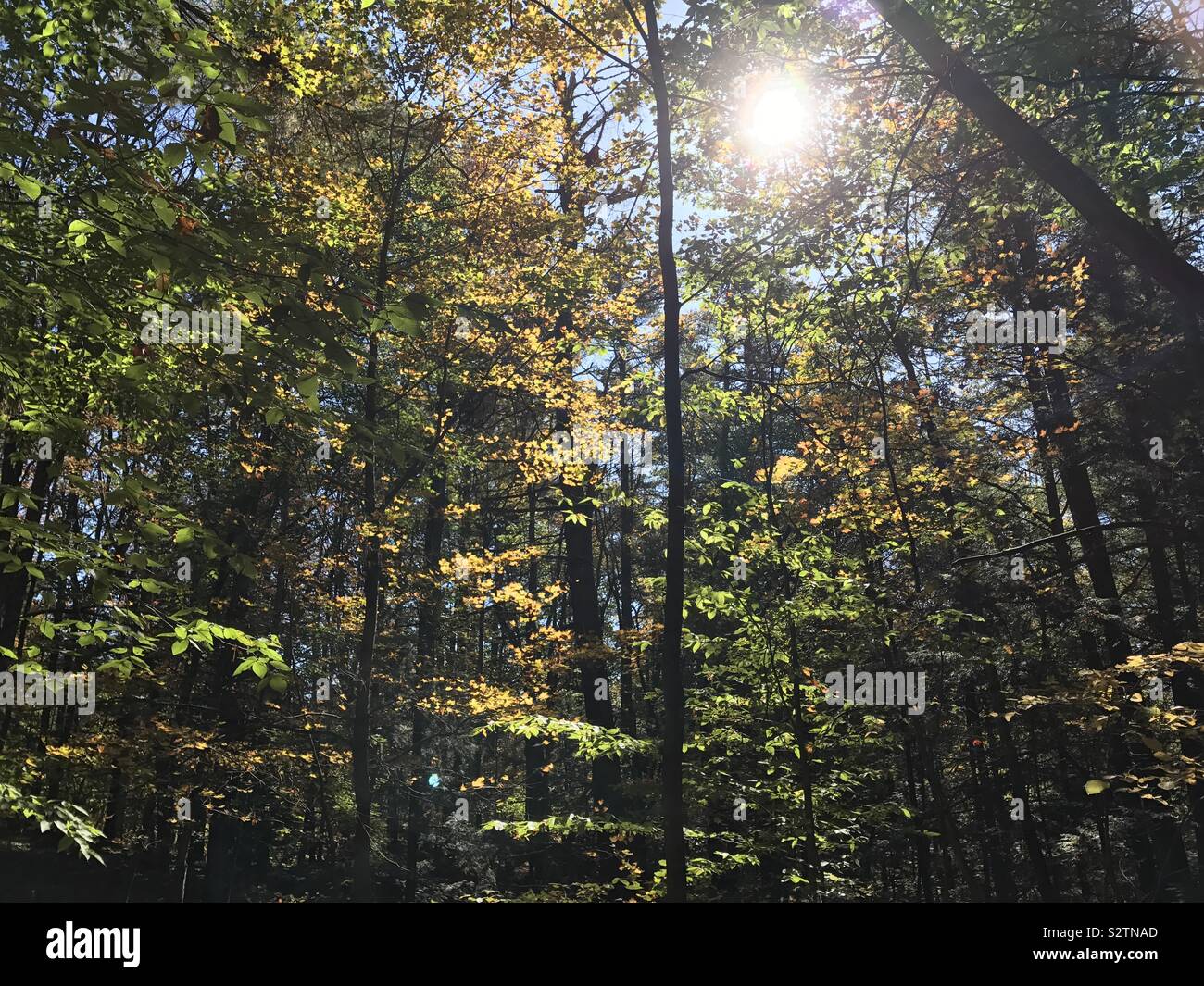 Sunlight through foliage hi-res stock photography and images - Alamy