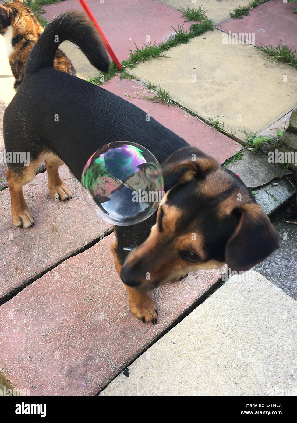 Dog and bubbles hi-res stock photography and images - Alamy