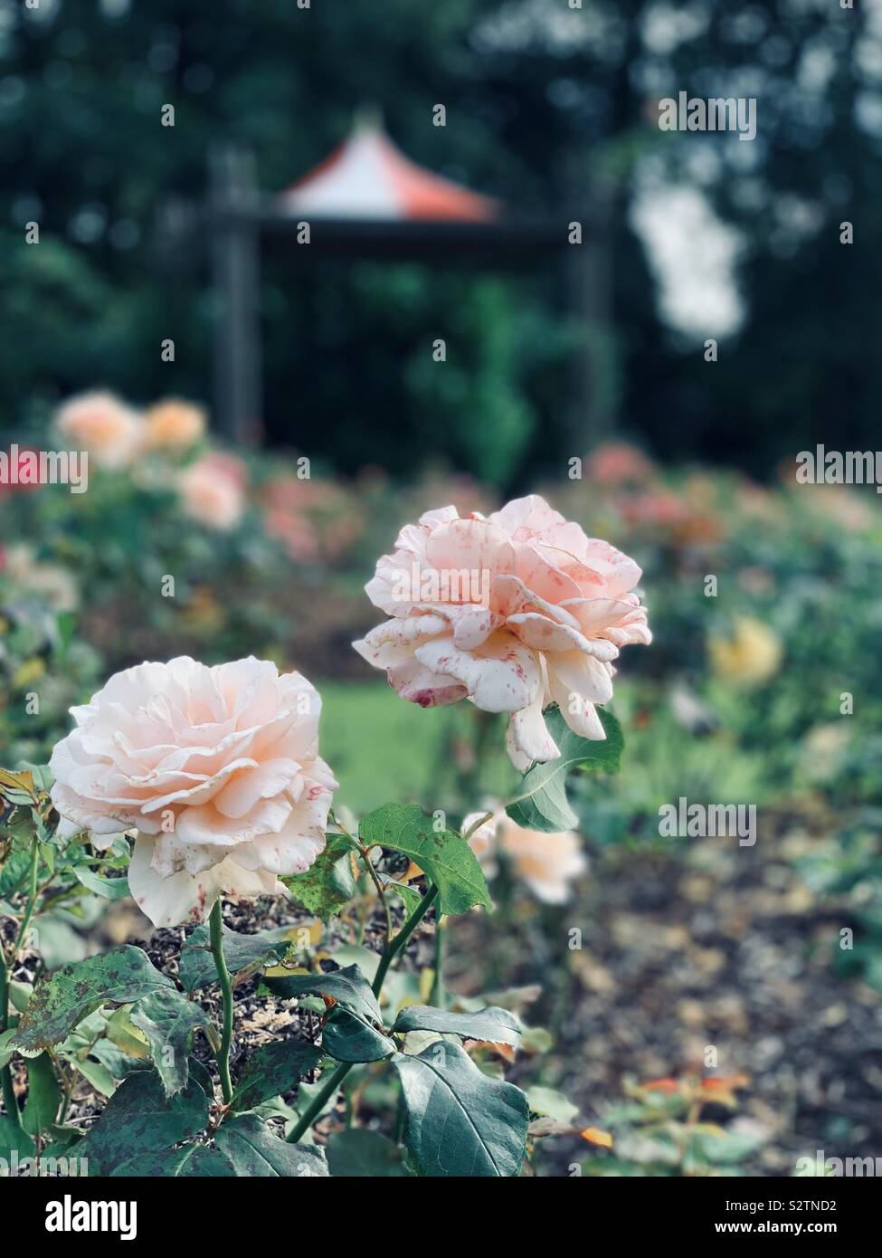 Roses In Park High Resolution Stock Photography and Images - Alamy