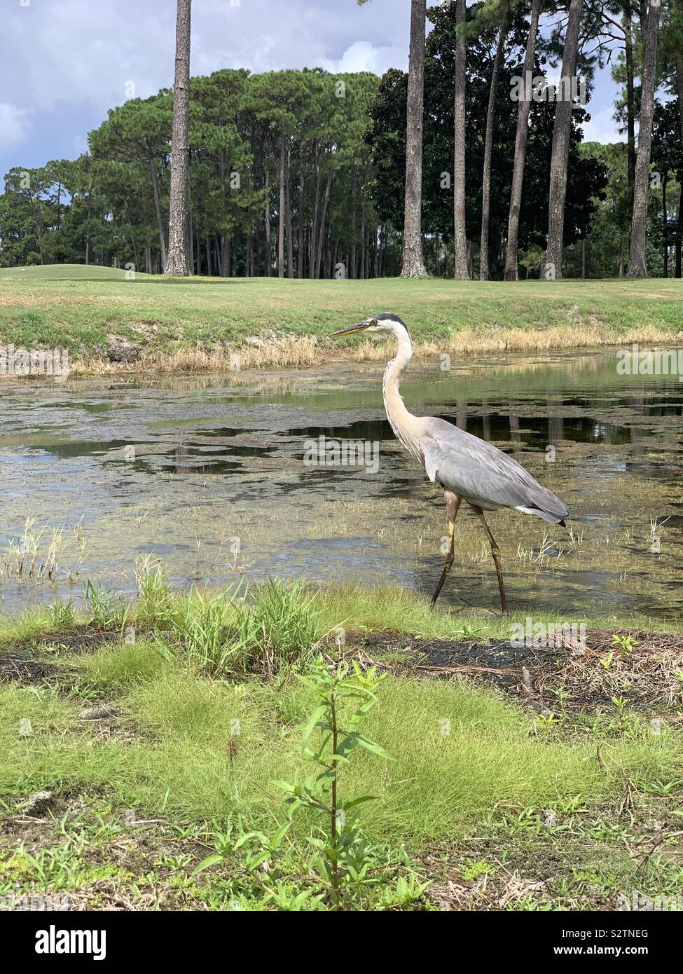 Great blue heron in marsh water closeup with trees and green grass ...
