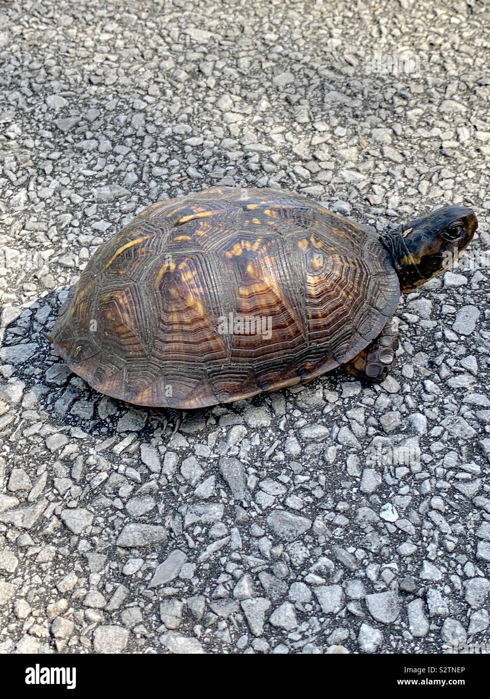 Turtle with patterned shell closeup Stock Photo - Alamy