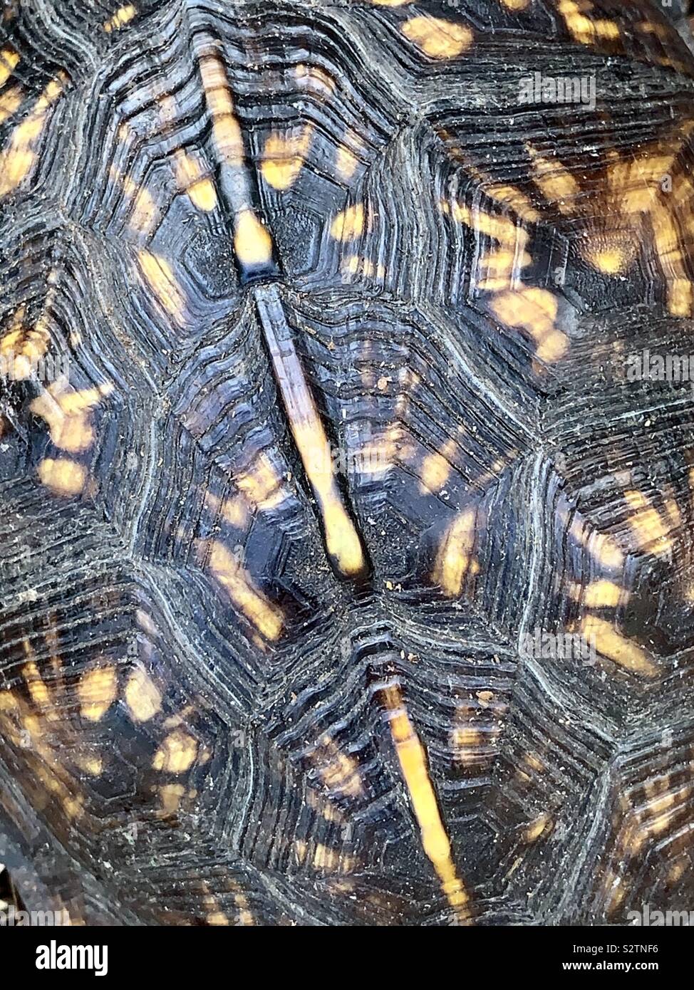 Abstract of design and patterns of a turtle shell closeup Stock Photo ...