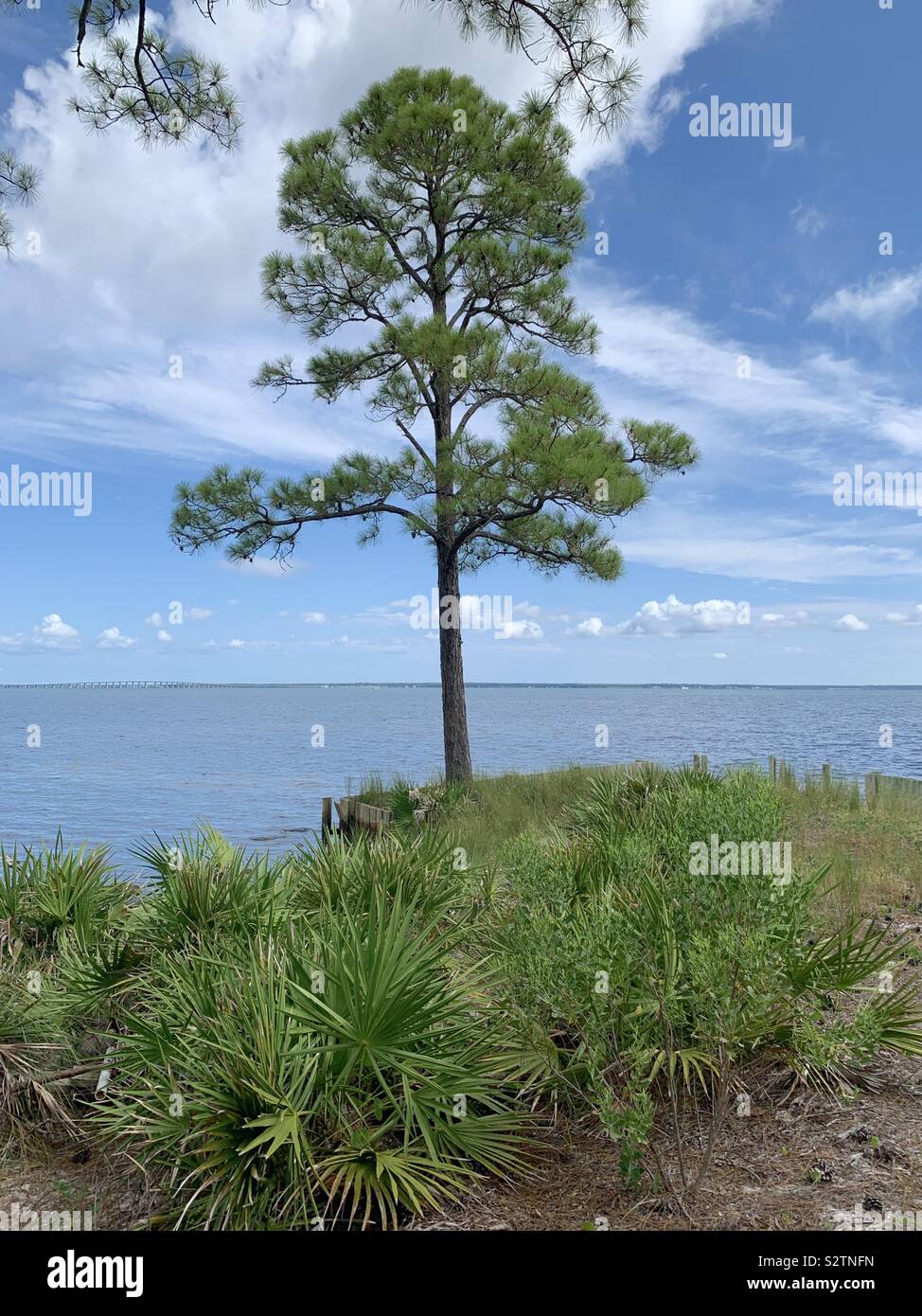 Pine view of tree smartphone stock photos and images - Alamy