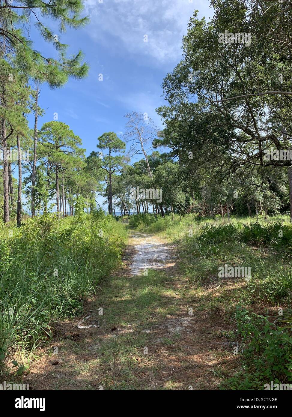 Winding forest trail leading to bay water Stock Photo - Alamy