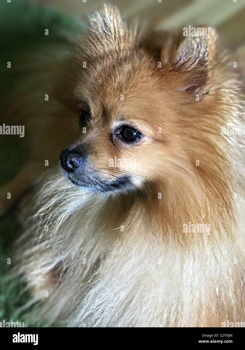 Pomeranian Dog Portrait Stock Photo - Alamy Pomeranian Dog Portrait Stock Photo - Alamy