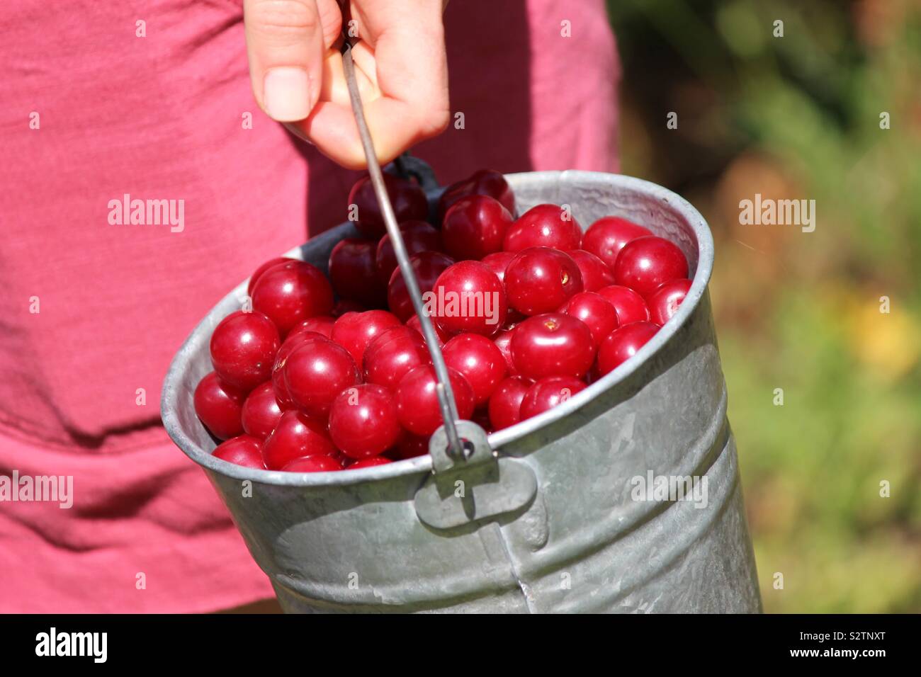 Bucket of cherries Stock Photo - Alamy