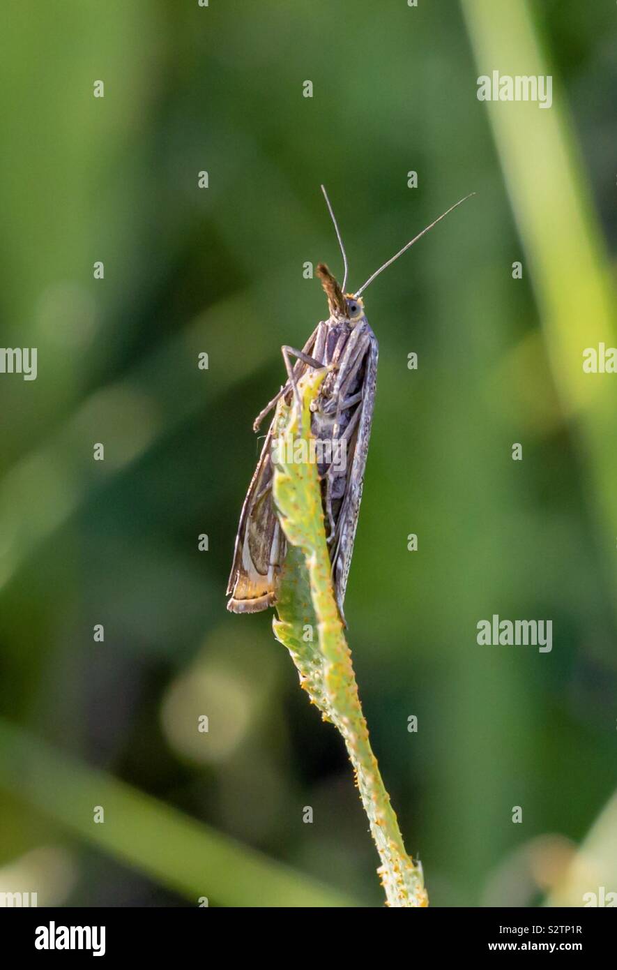 Cute insect hi-res stock photography and images - Alamy