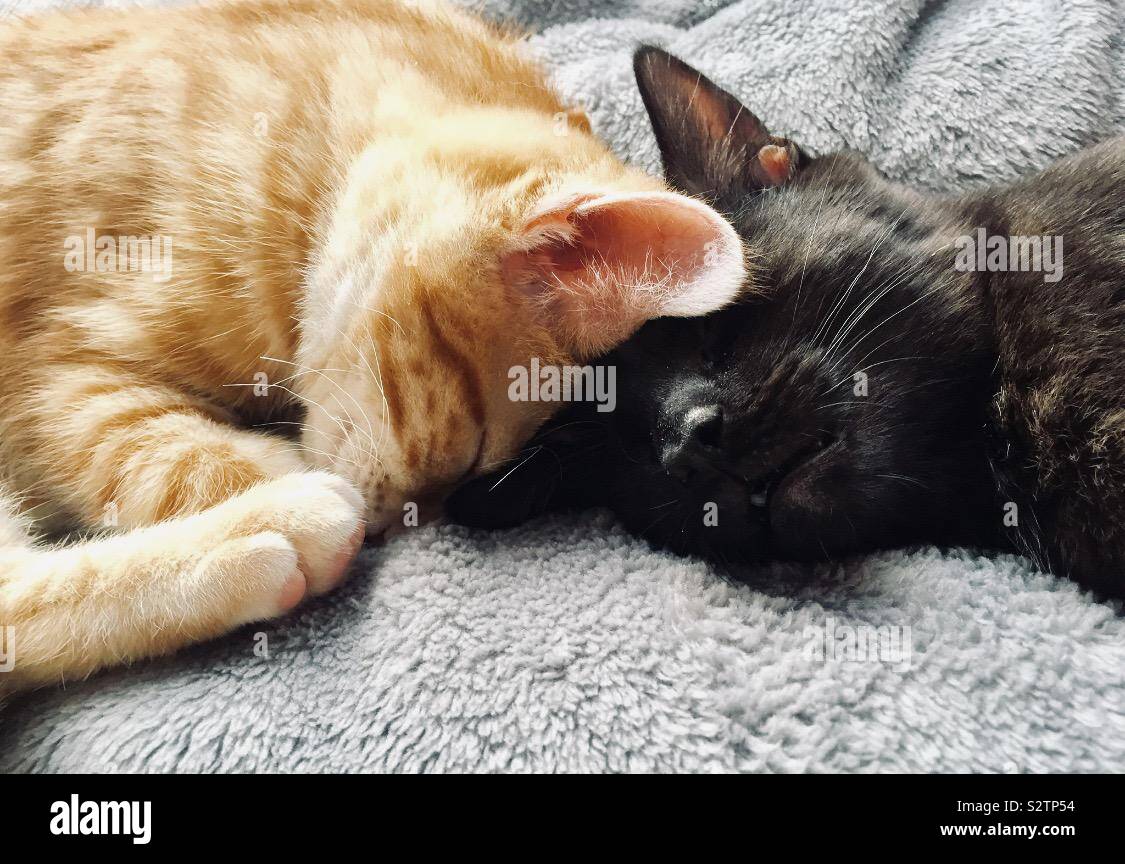 Cute kittens cuddling hi-res stock photography and images - Alamy