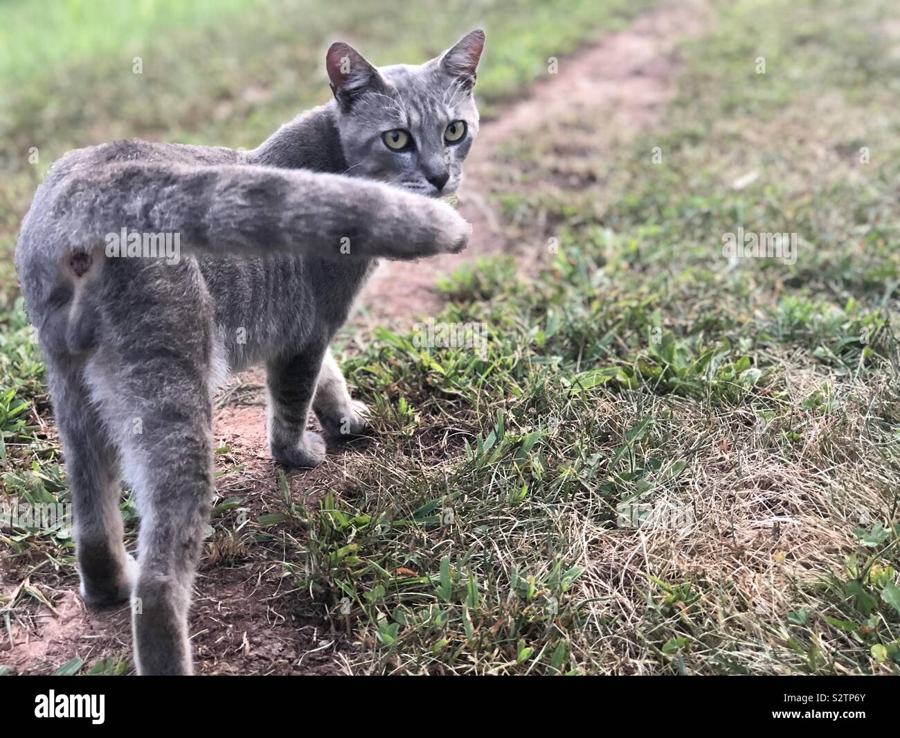 Cat walk hi-res stock photography and images - Alamy