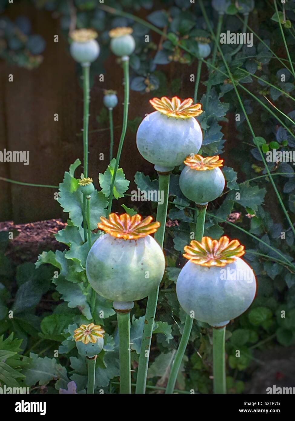 Poppy seedheads hi-res stock photography and images - Alamy