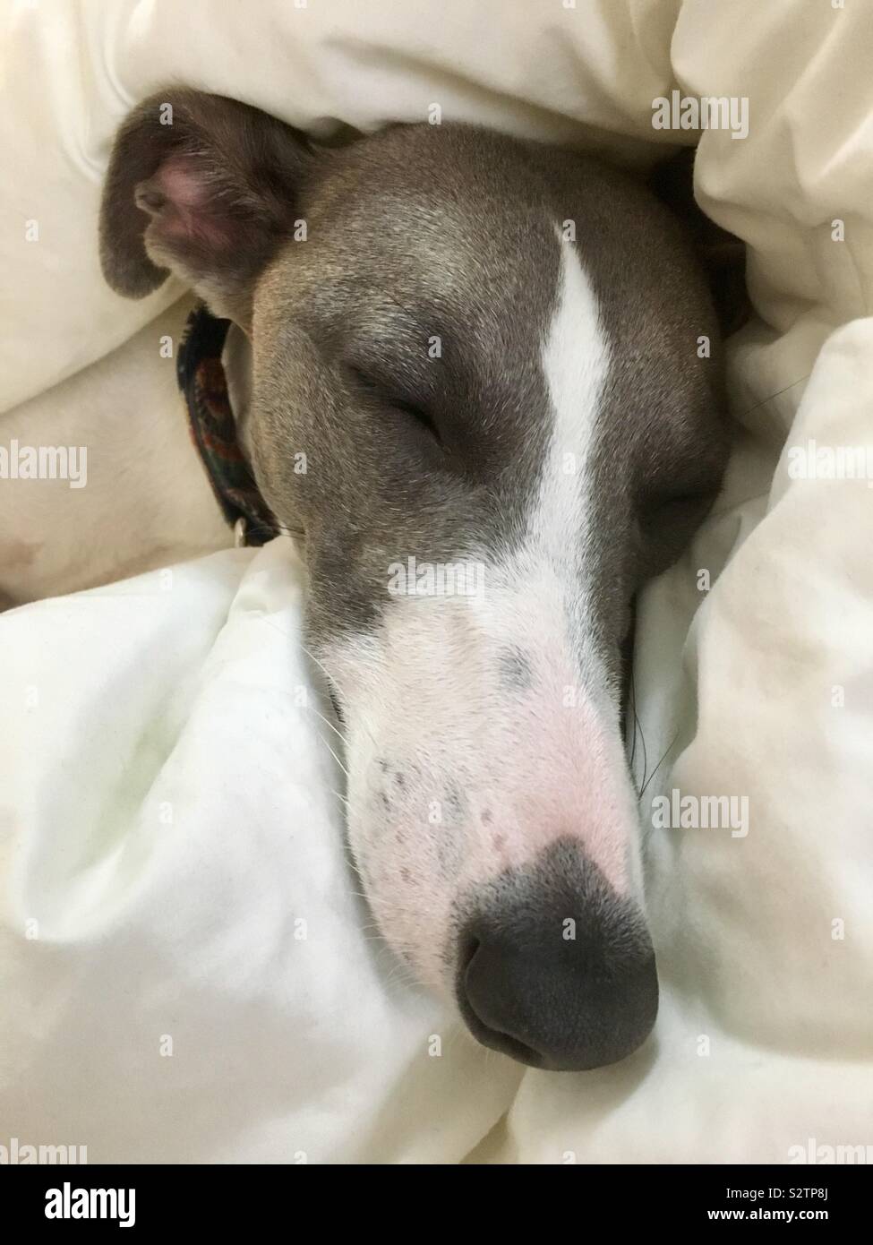 Sleeping Whippet High Resolution Stock Photography and Images - Alamy