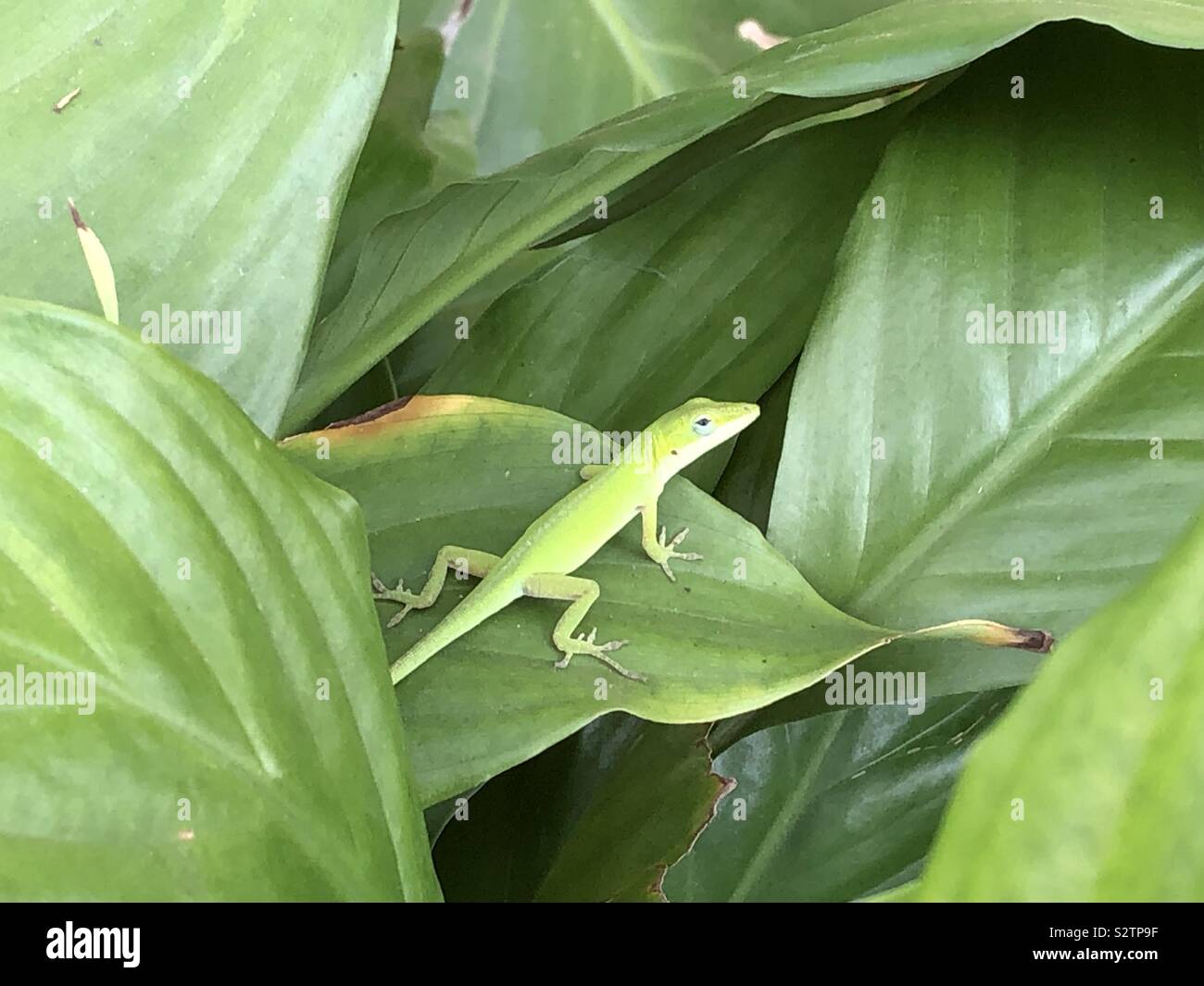 Little green lizard Stock Photo - Alamy
