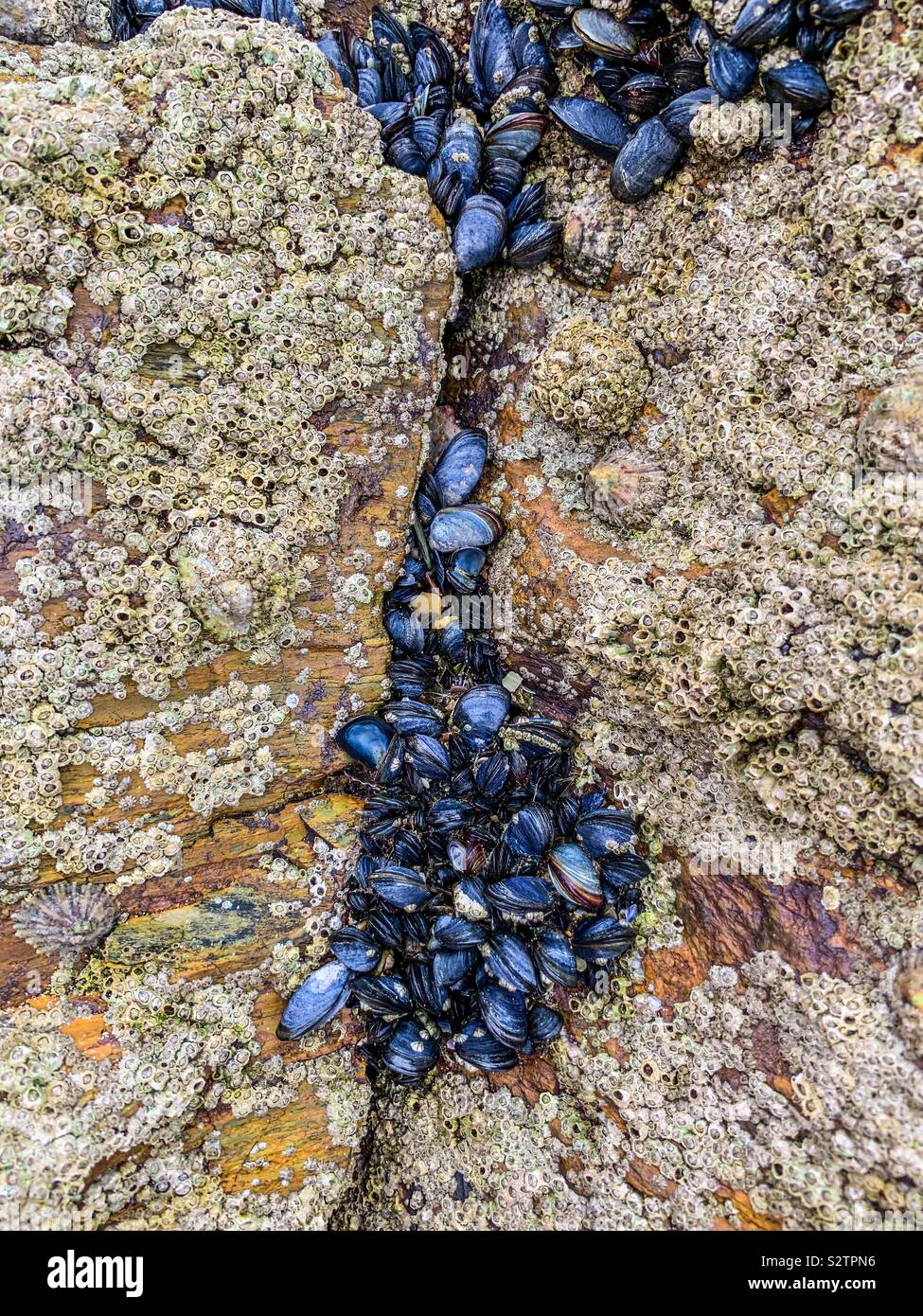 Black clams and mussels on beach wall Stock Photo - Alamy