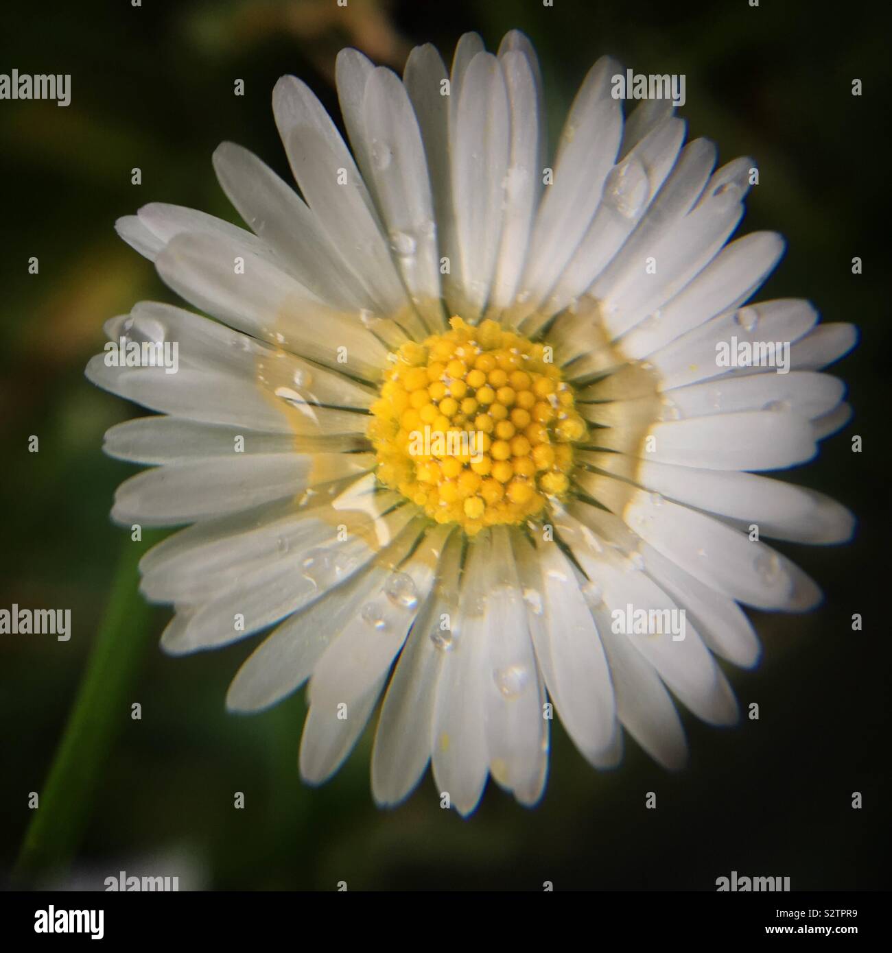 Daisy in the rain Stock Photo - Alamy