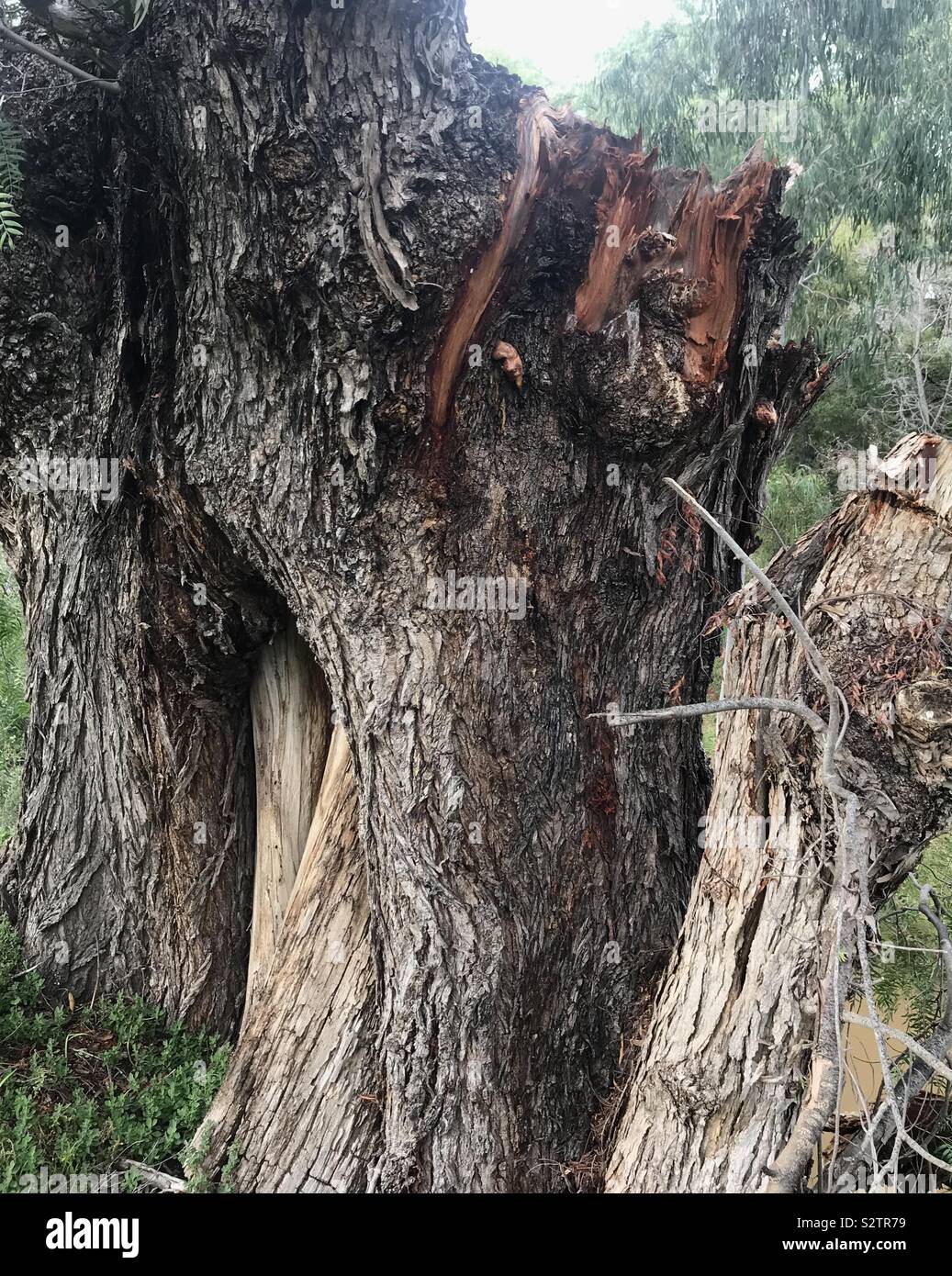 Tree break hi-res stock photography and images - Alamy