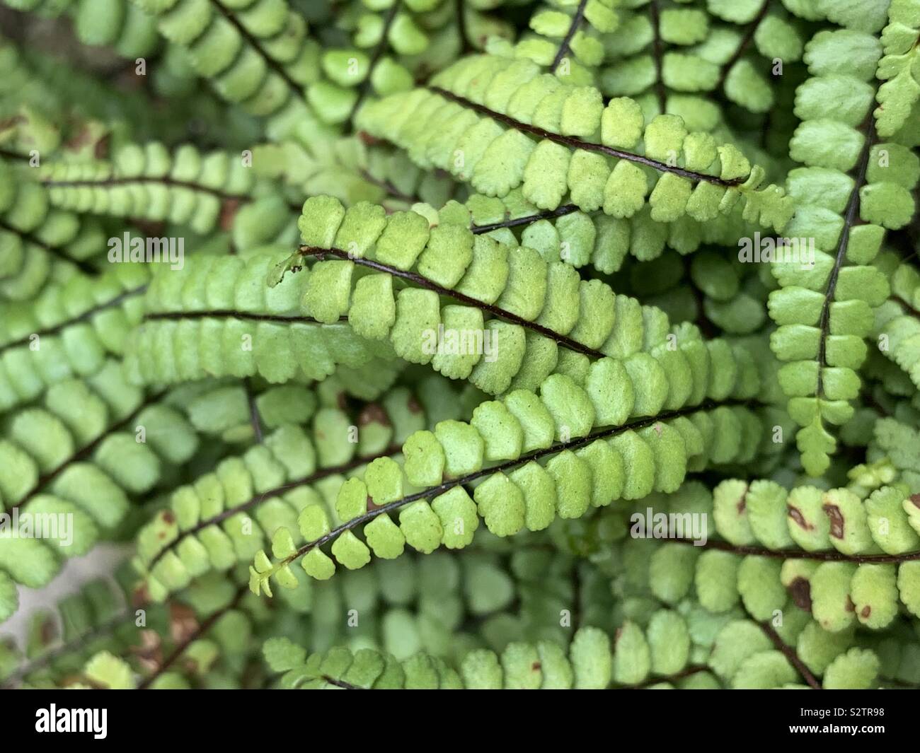 Small fern hi-res stock photography and images - Alamy