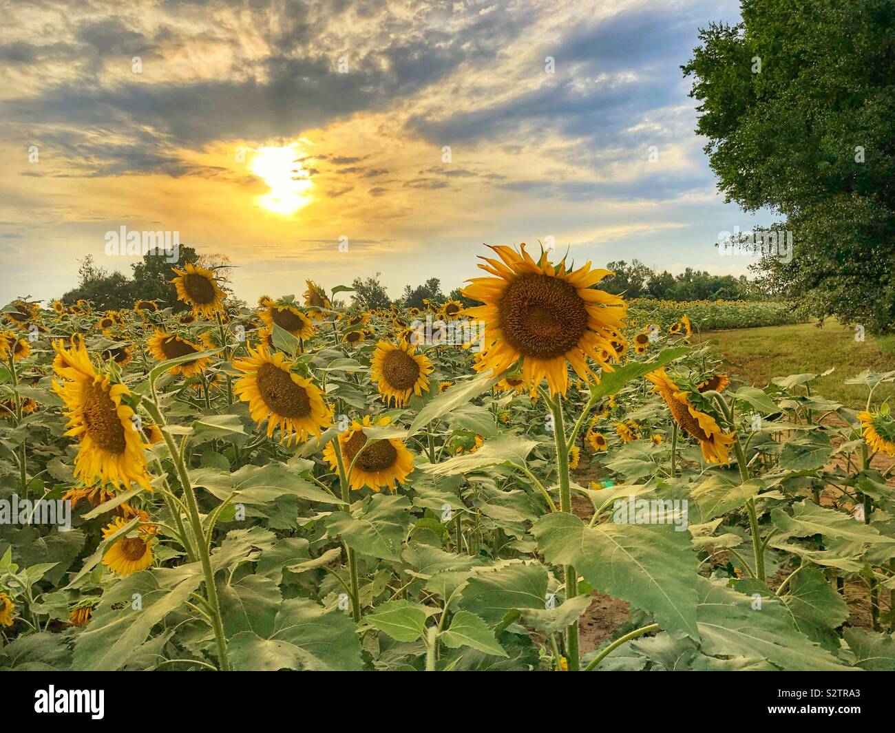 Sunflower field sunset Stock Photo - Alamy