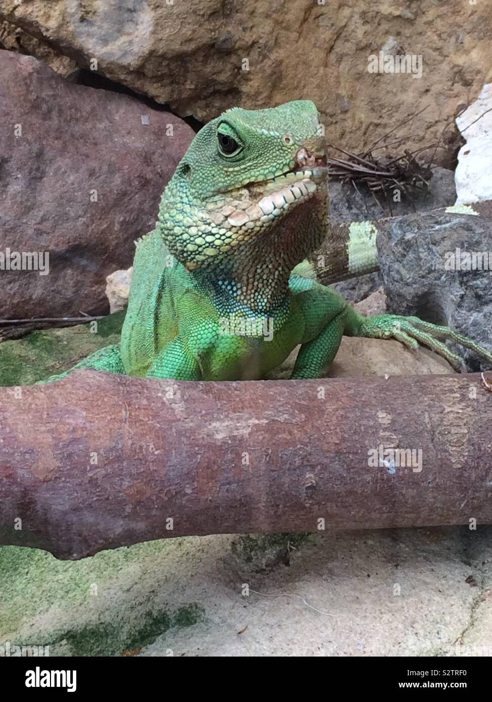 Caméléon hi-res stock photography and images - Alamy