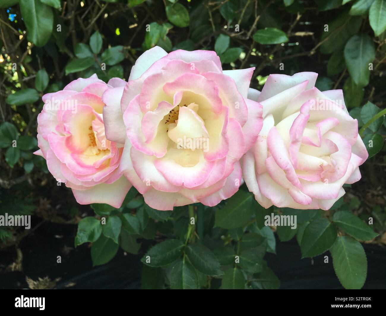Fleurs rose rose hi-res stock photography and images - Alamy
