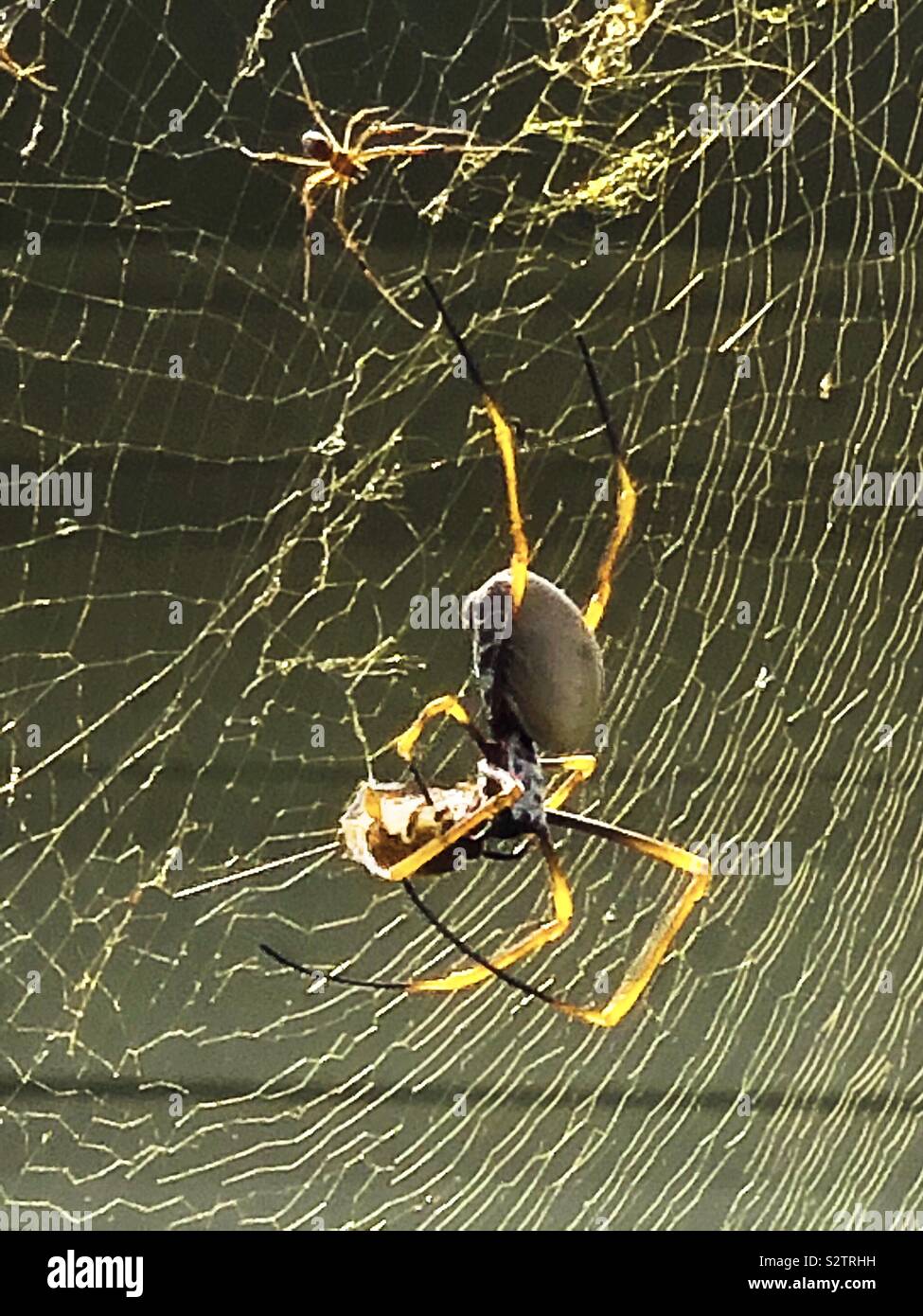 Massive spider in web hi-res stock photography and images - Alamy