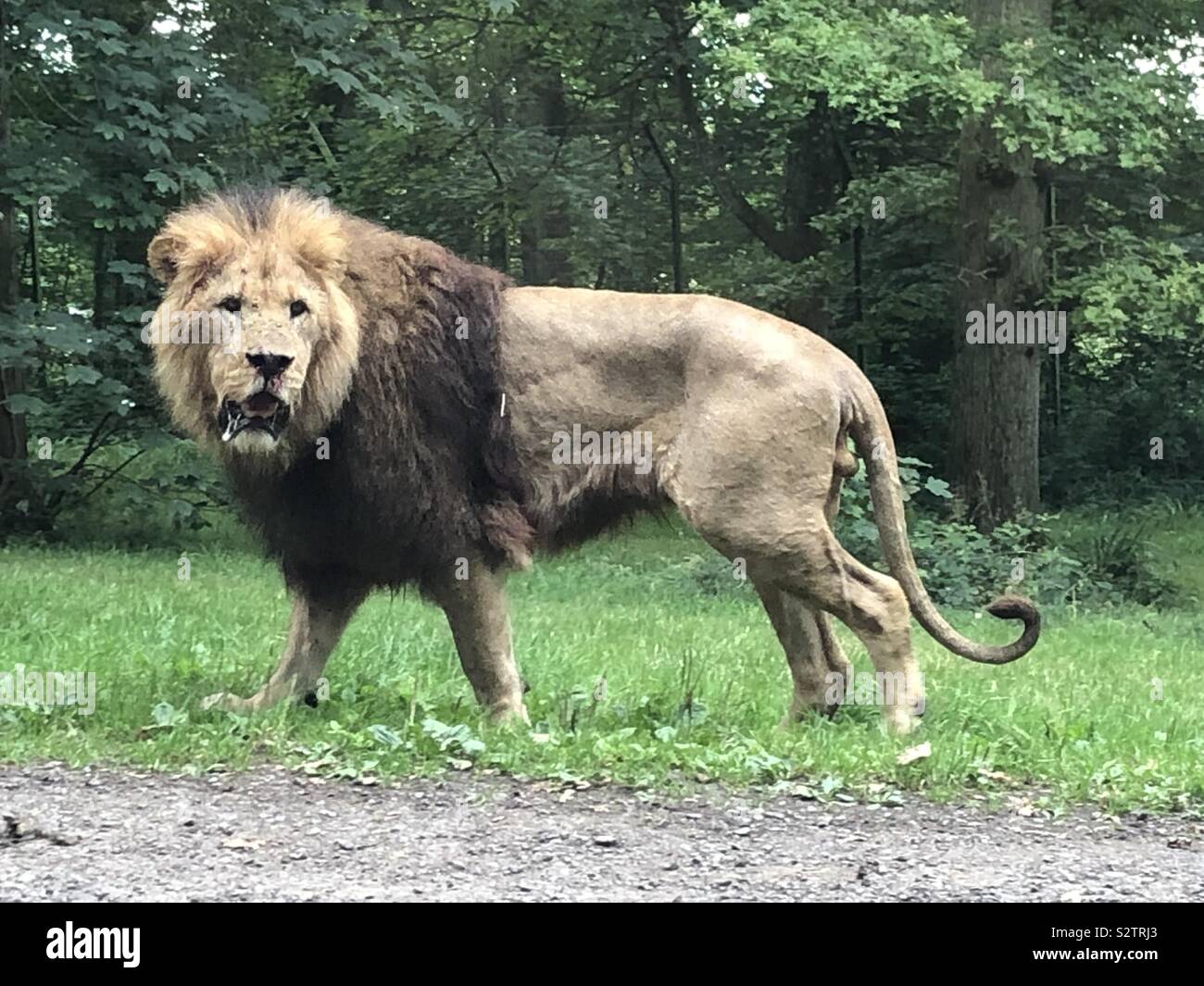 Scary lion hi-res stock photography and images - Alamy
