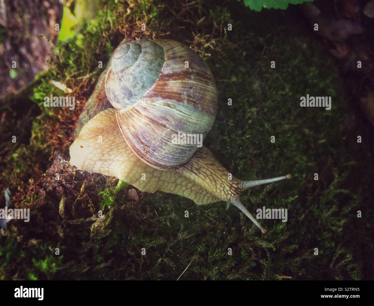 Snale hi-res stock photography and images - Alamy