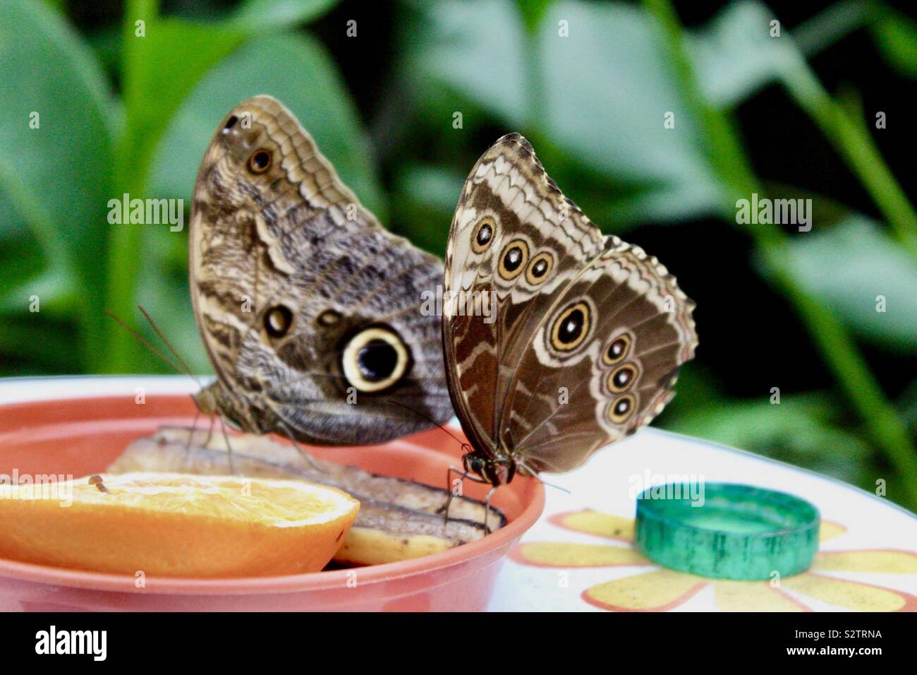 Butterfly having a drink Stock Photo - Alamy