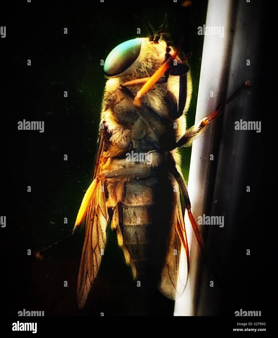 Furry insects hi-res stock photography and images - Alamy