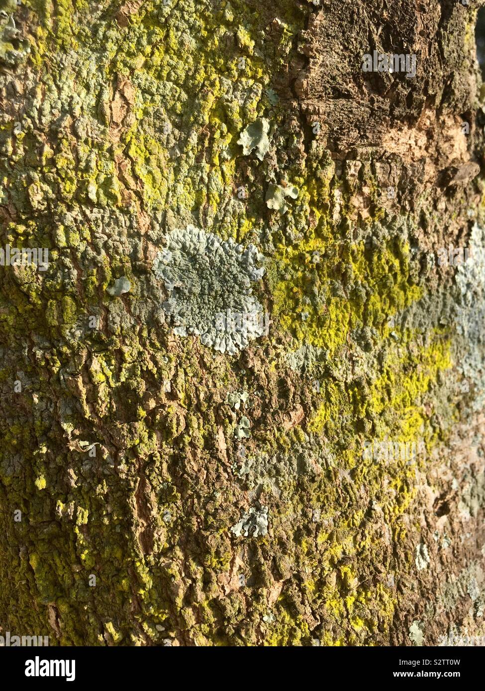 Mottled tree bark hi-res stock photography and images - Alamy