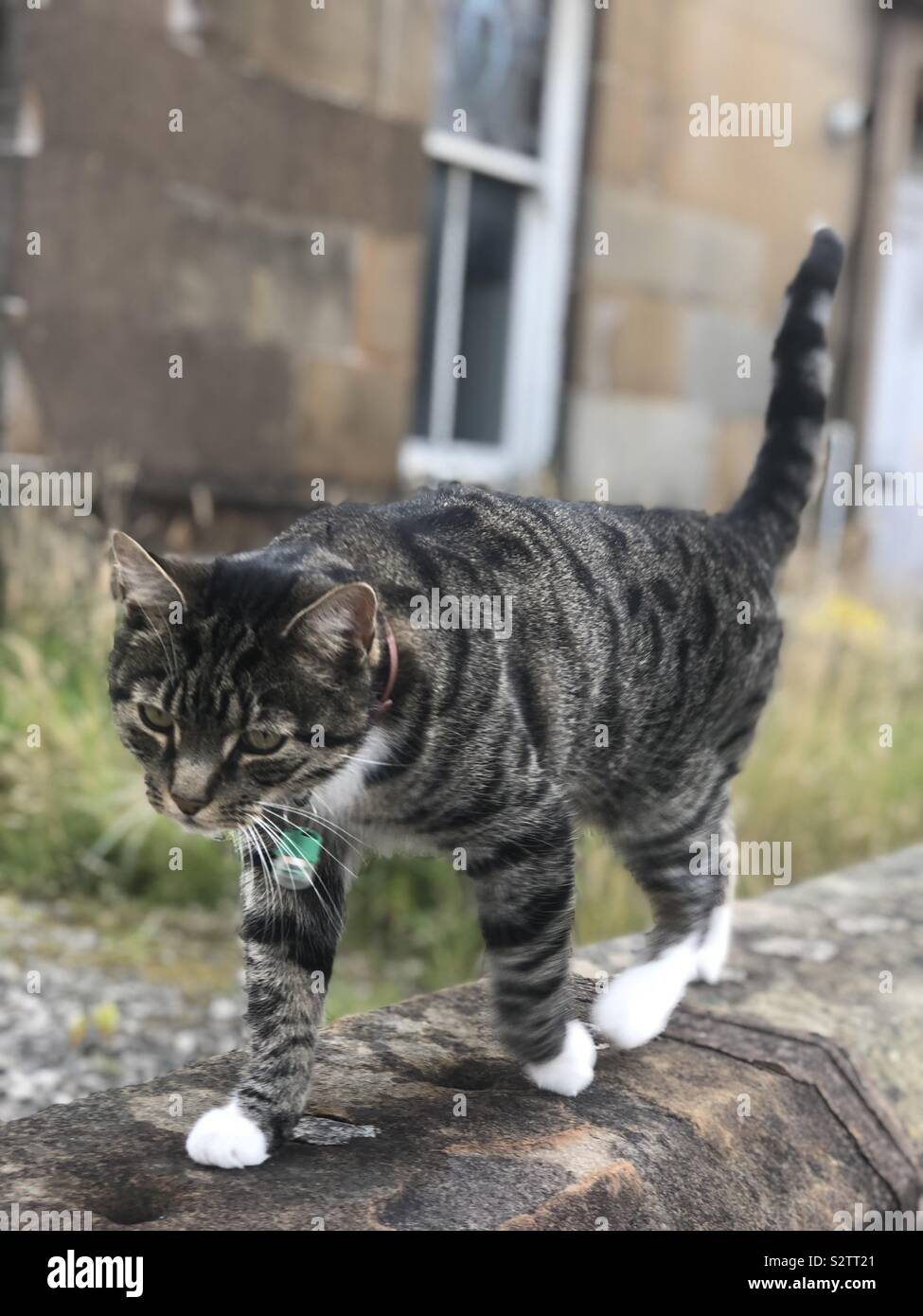 Cat walking on wall hi-res stock photography and images - Alamy