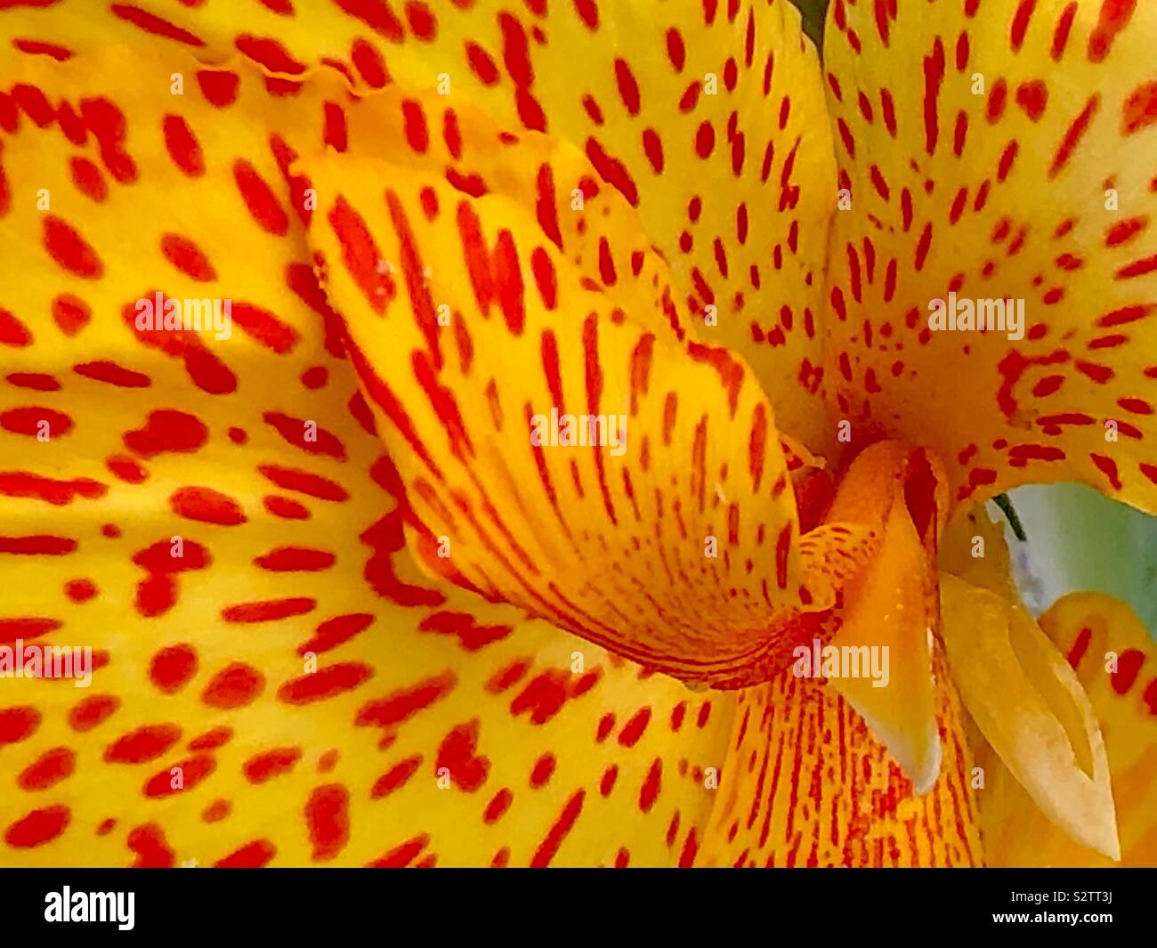 Vegetal pattern hi-res stock photography and images - Alamy