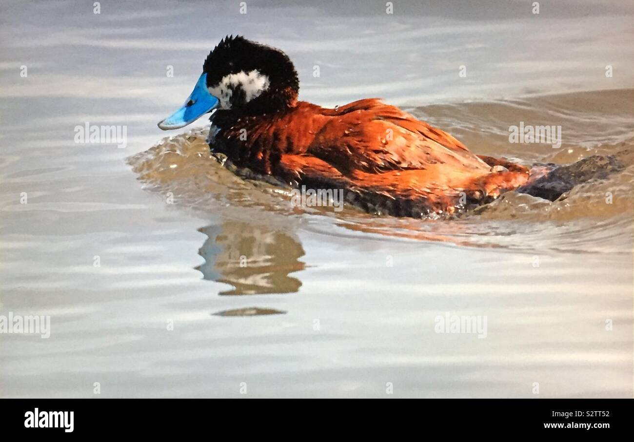 North American birds, Ruddy Duck, Oxyura jamaicensis Stock Photo - Alamy
