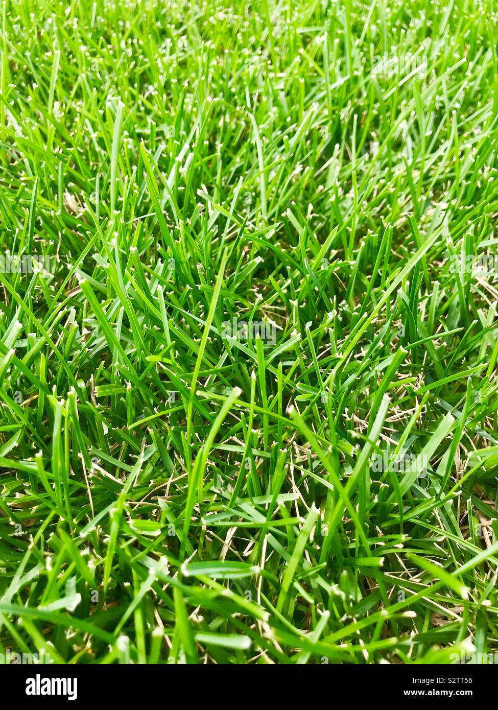Green grass grows all around Stock Photo - Alamy
