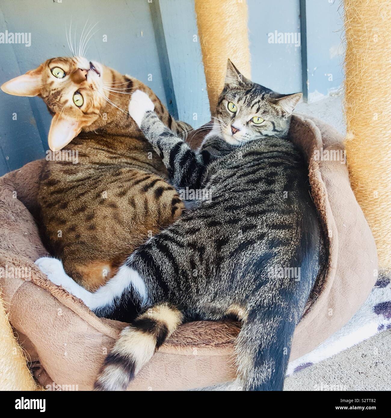 Cats cuddling hi-res stock photography and images - Alamy