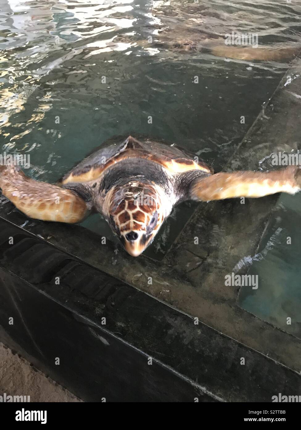 Turtle flipper hi-res stock photography and images - Alamy