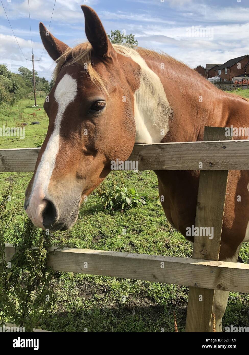 Horse by white fence hi-res stock photography and images - Alamy