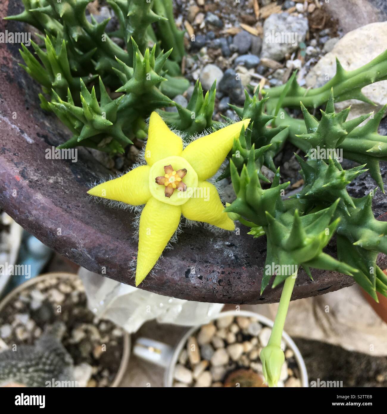 Star cactus flower hi-res stock photography and images - Alamy