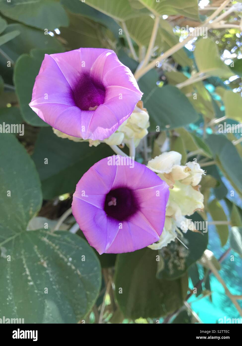 Double purple violet morning glory, Lilac colour flower Stock Photo - Alamy