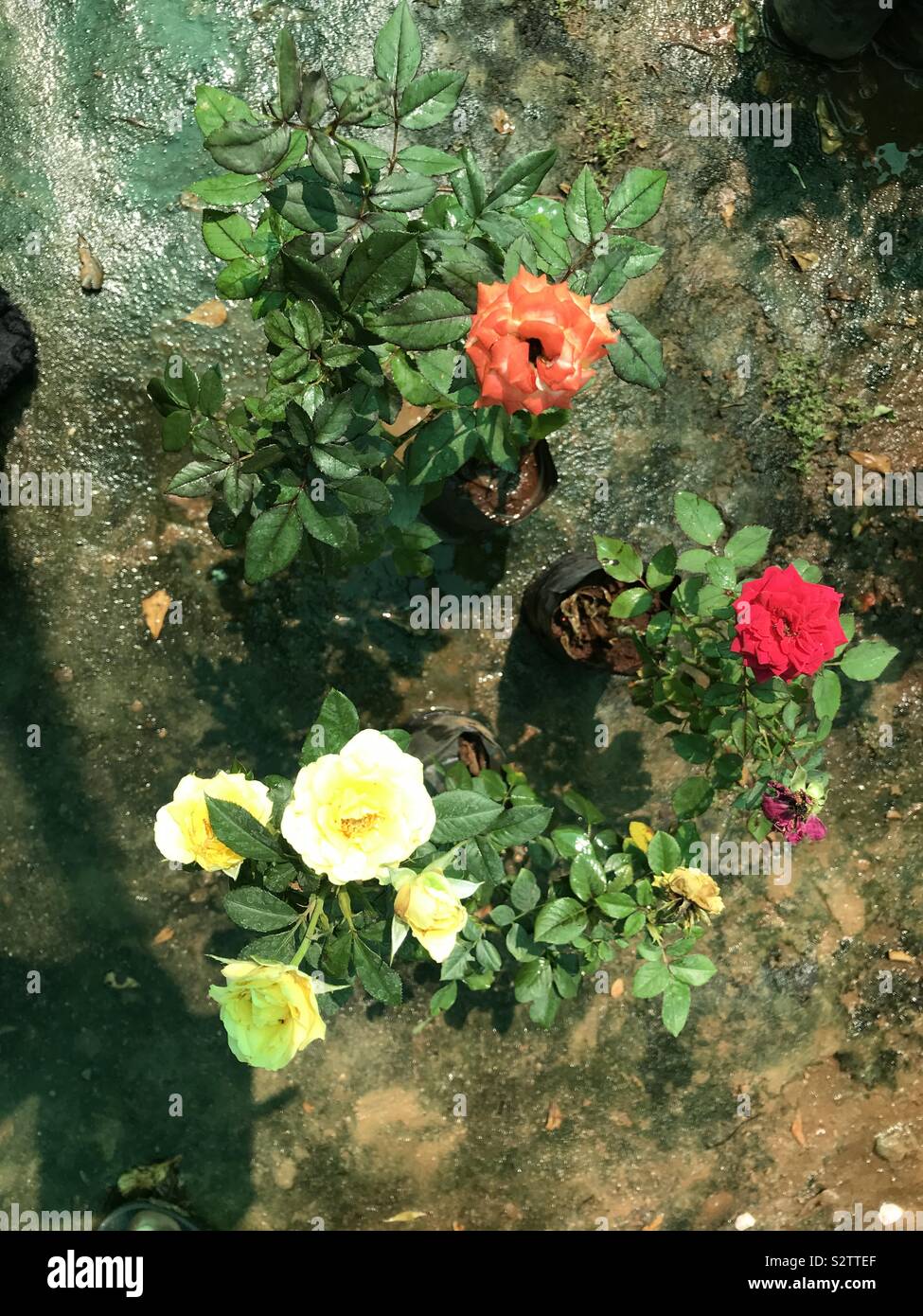 3 colour Rose plant Stock Photo - Alamy