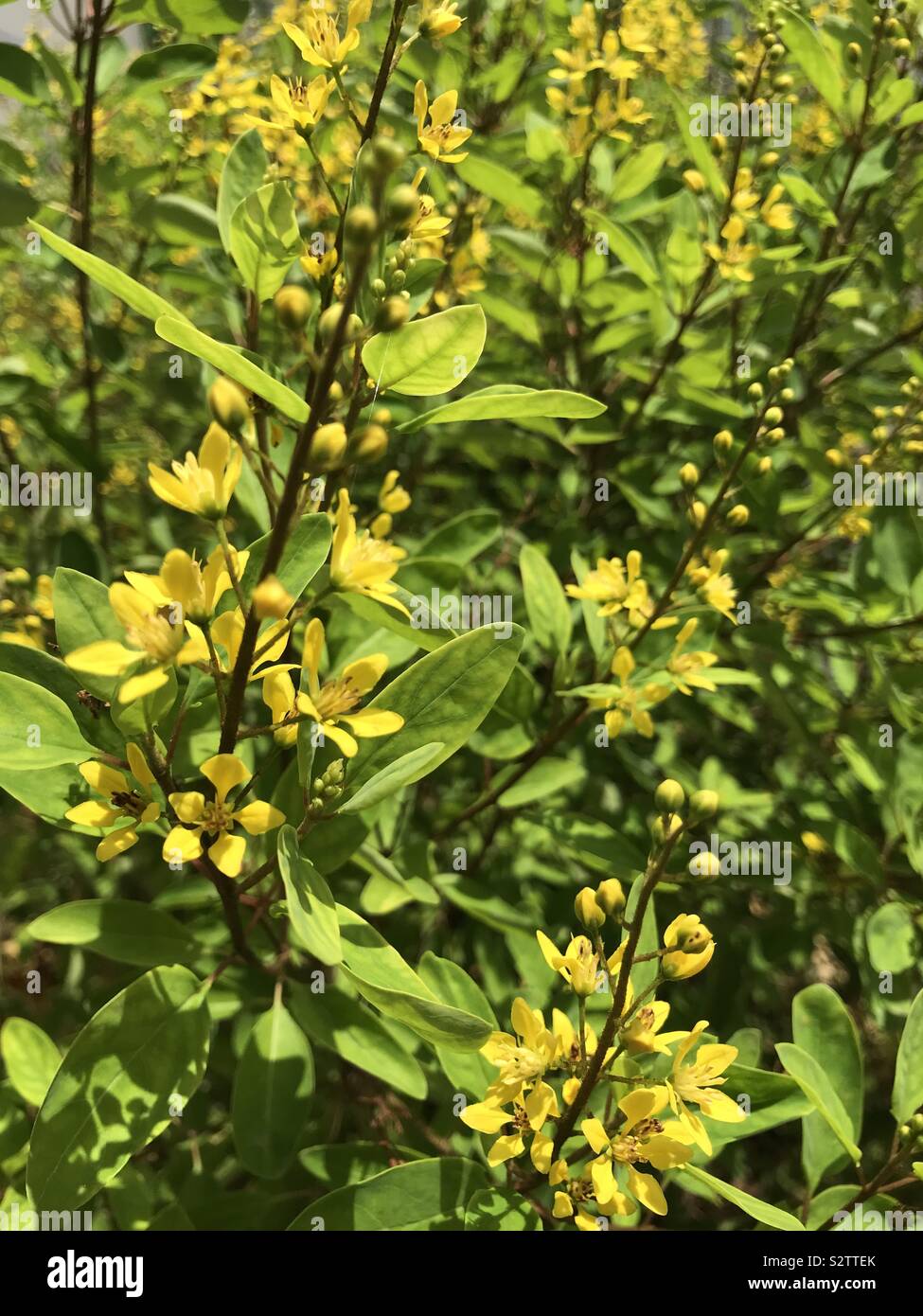Bunch of yellow small flowers-Galphimia Glauca aka Rain of gold Stock ...