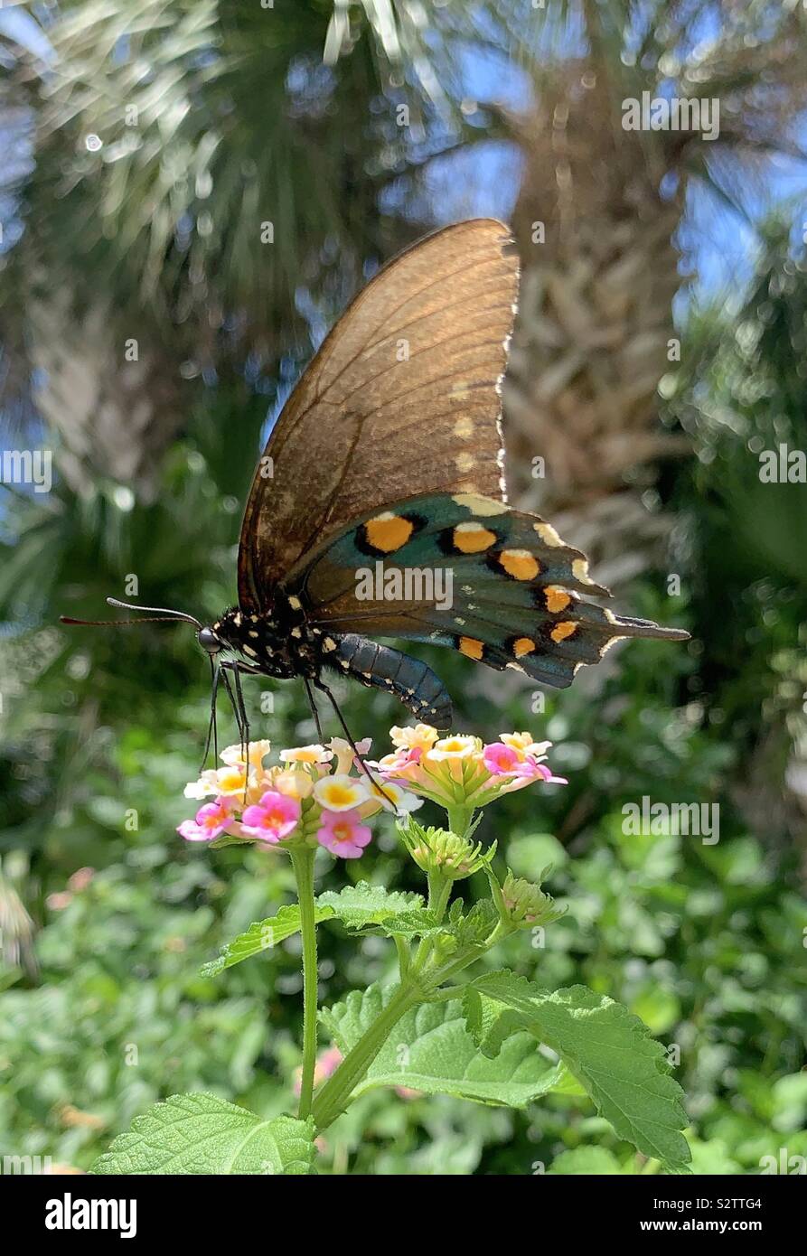 Beautiful black swallowtail butterfly on lantana flowers with tropical ...