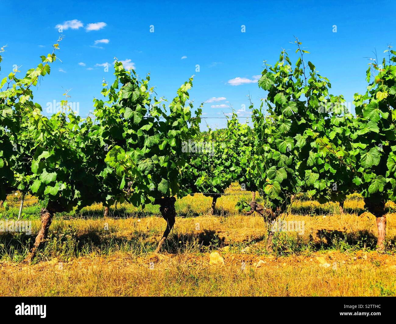 Healthy grapevines hi-res stock photography and images - Alamy