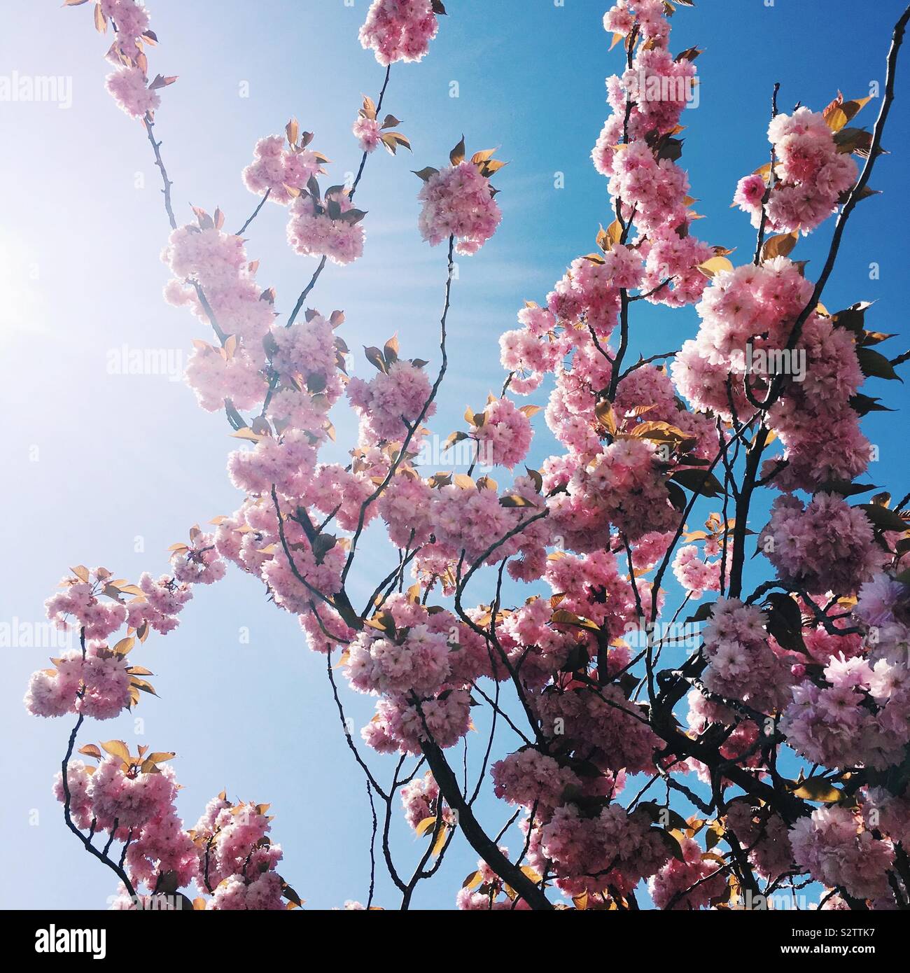 May blossoms hi-res stock photography and images - Alamy