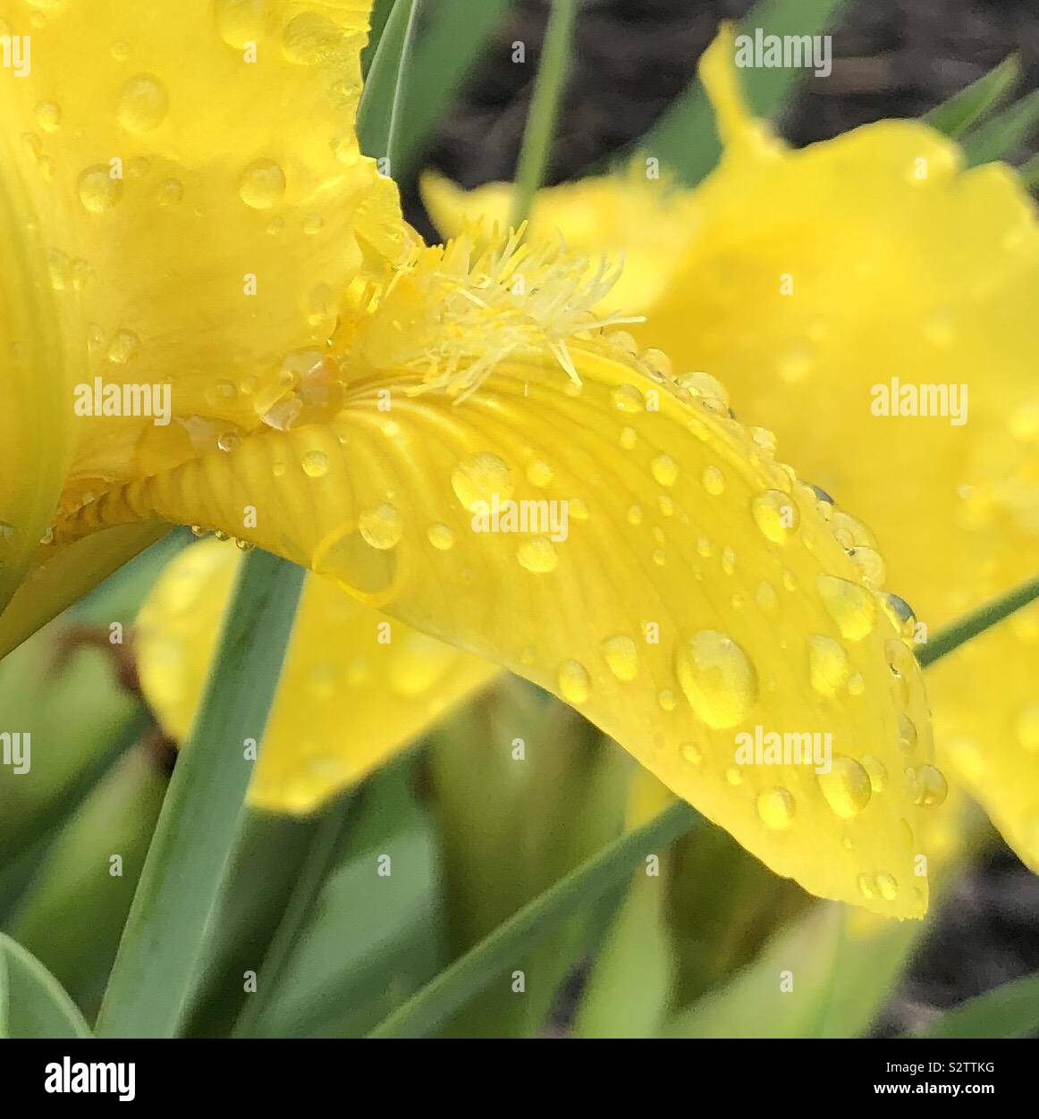 Iris with water droplets hi-res stock photography and images - Alamy