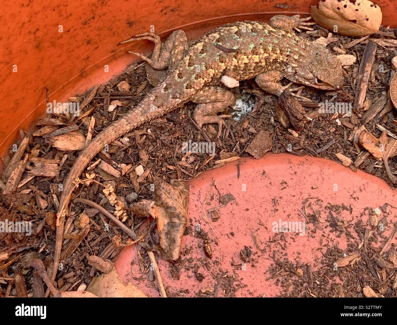 Lizard camouflaged on pot bottom Stock Photo - Alamy