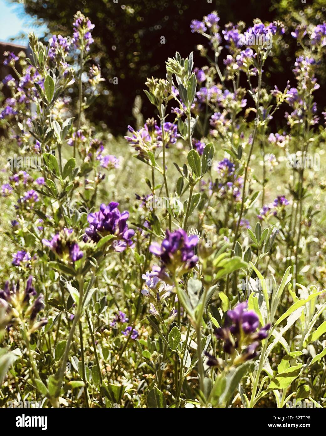 Growing alfalfa hi-res stock photography and images - Alamy