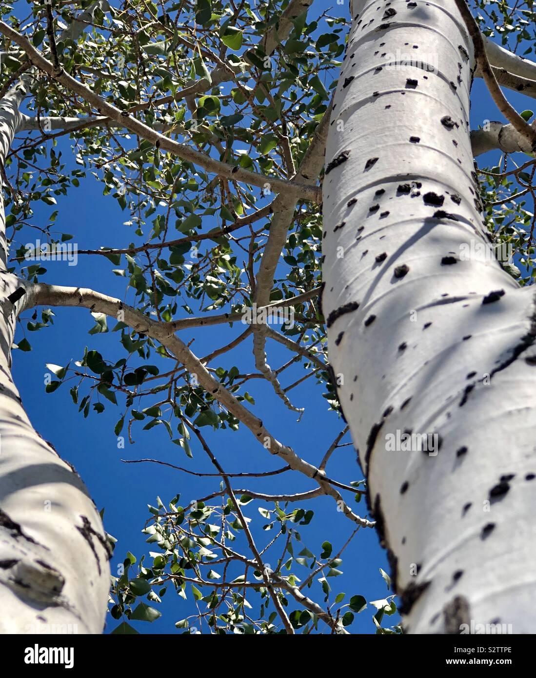 Aspen tree green hi-res stock photography and images - Alamy