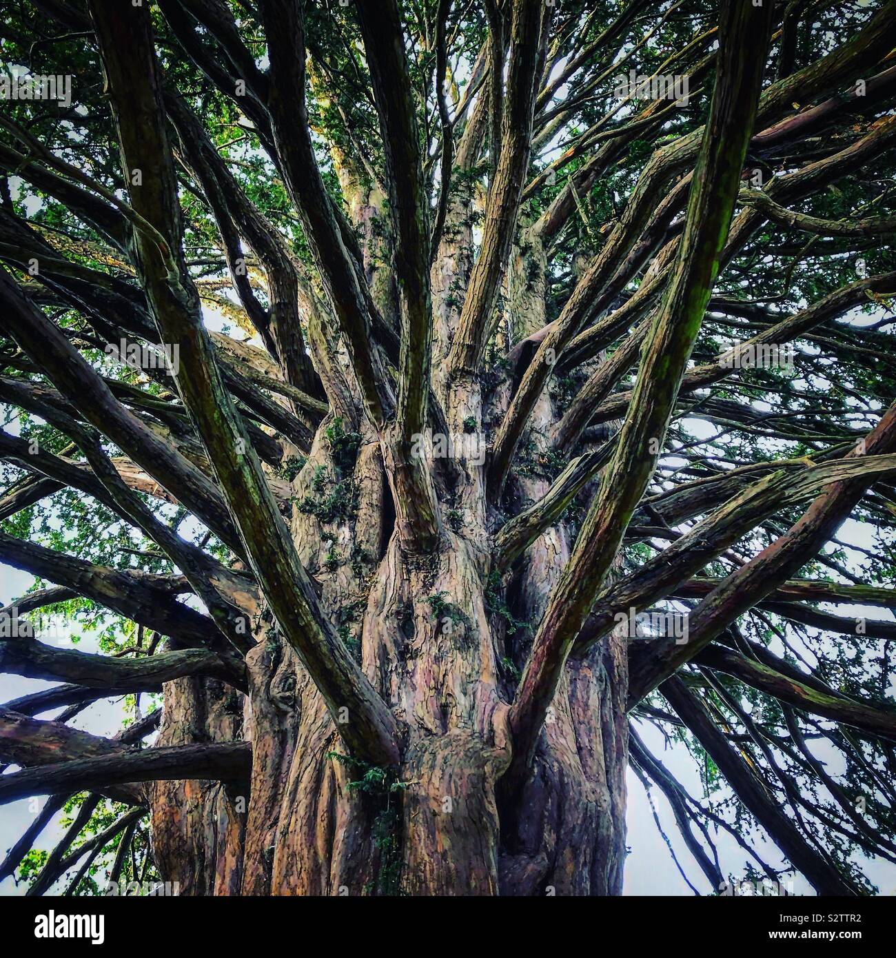 Trees yew hi-res stock photography and images - Alamy
