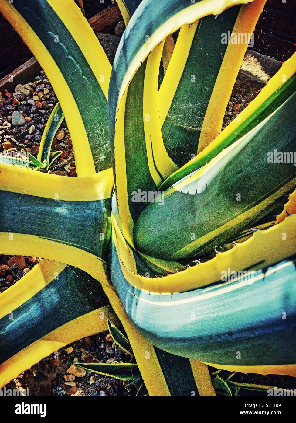 Variegated cactus hi-res stock photography and images - Alamy